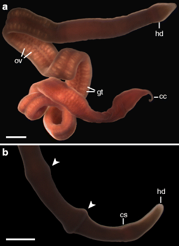 Development of a lecithotrophic pilidium larva illustrates convergent ...