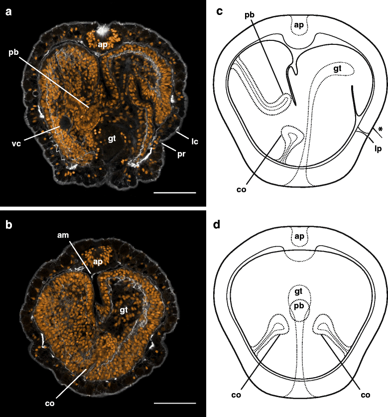 Development of a lecithotrophic pilidium larva illustrates convergent ...