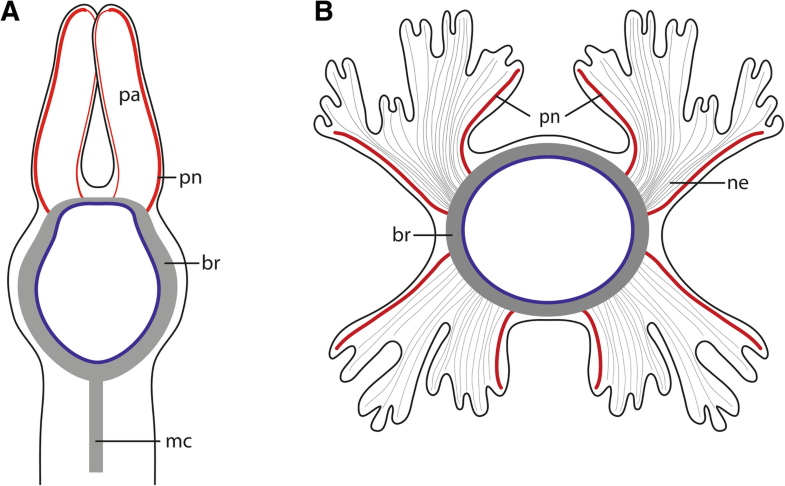 The central nervous system of Oweniidae (Annelida) and its implications ...
