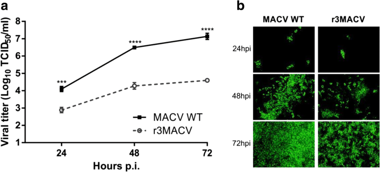 Description and characterization of a novel live-attenuated tri ...
