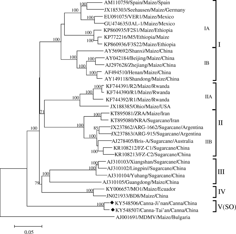 The complete genomic sequence of Sugarcane mosaic virus from Canna spp ...