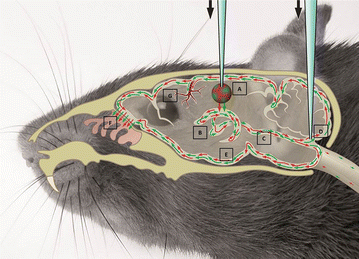 Clearance from the mouse brain by convection of interstitial fluid ...