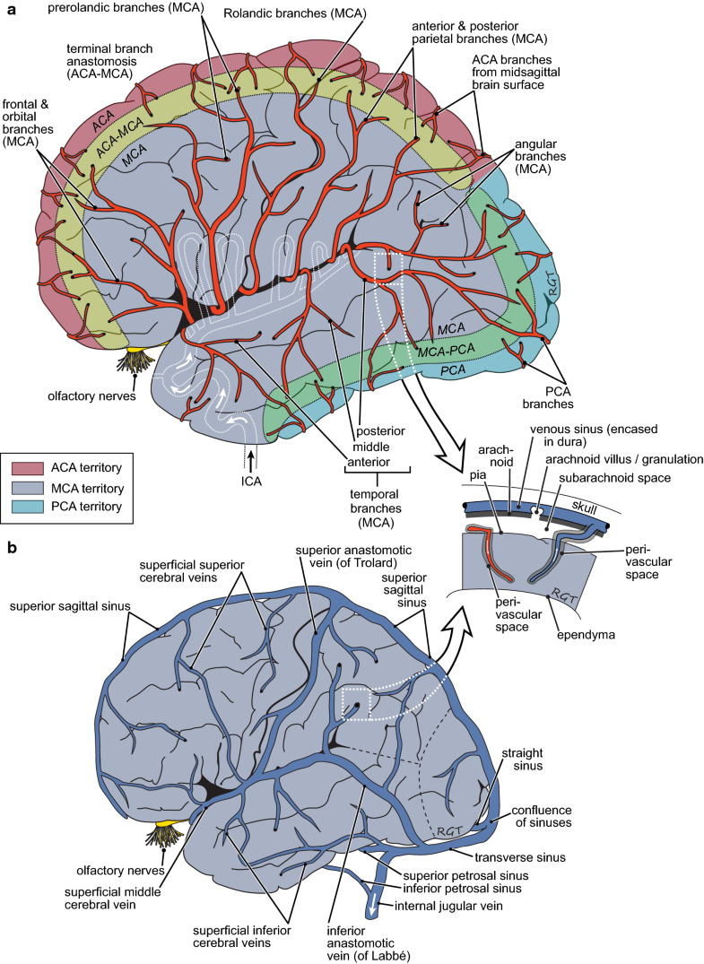 Elimination of substances from the brain parenchyma: efflux via ...