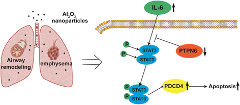 Suppression of PTPN6 exacerbates aluminum oxide nanoparticle-induced ...