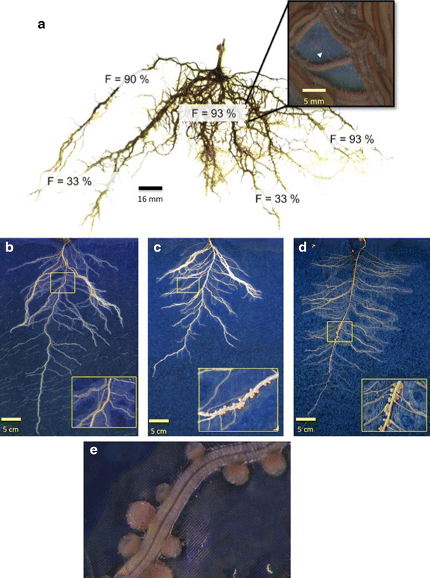 RhizoTubes as a new tool for high throughput imaging of plant root ...