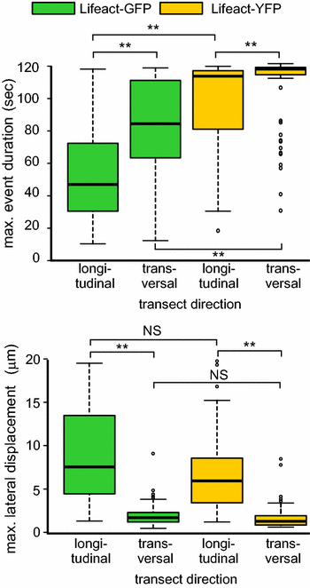 A new kymogram-based method reveals unexpected effects of marker ...