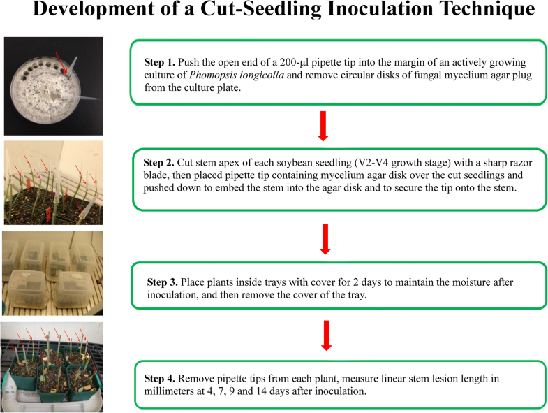 Development of a seedling inoculation technique for rapid evaluation of ...
