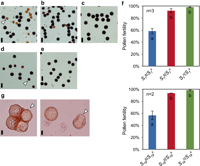 Anther culture in rice proportionally rescues microspores according to ...