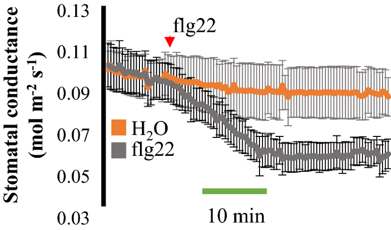 Intact leaf gas exchange provides a robust method for measuring the ...