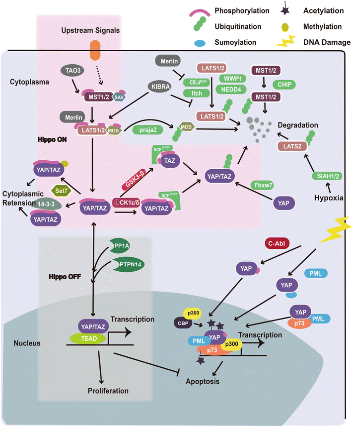 New insights into posttranslational modifications of Hippo pathway in carcinogenesis and ...