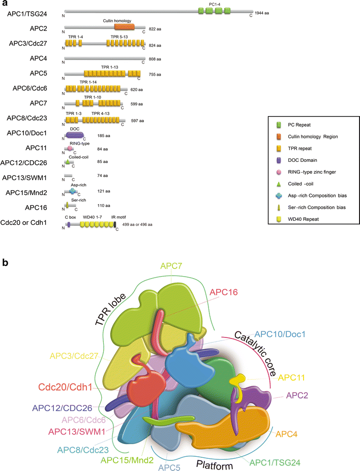 Insights into APC/C: from cellular function to diseases and ...