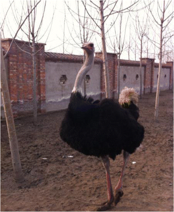 A simple method for establishing an ostrich model of femoral head ...