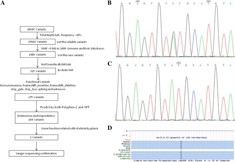 Progressive pseudorheumatoid dysplasia confirmed by whole-exon ...