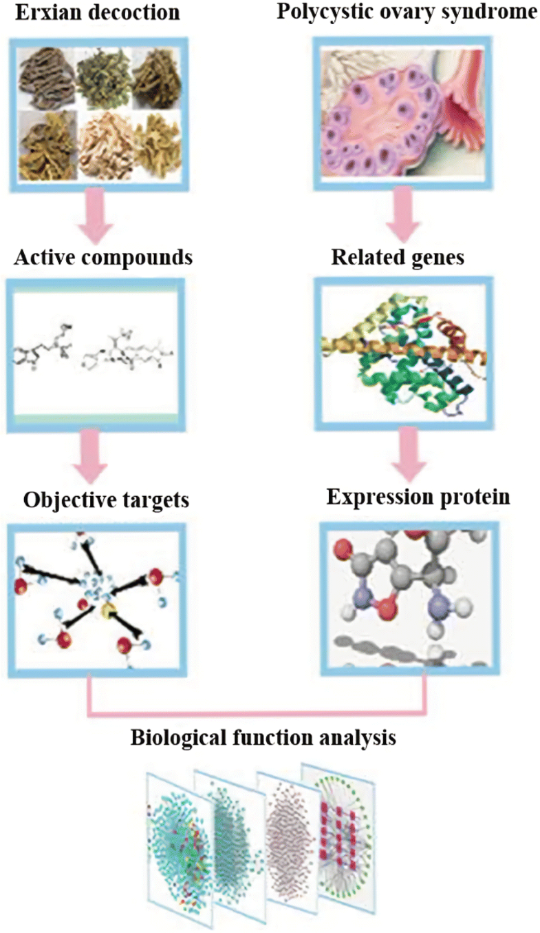 A network pharmacology approach to explore the mechanisms of Erxian ...