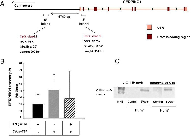Expression of the SERPING1 gene is not regulated by promoter ...