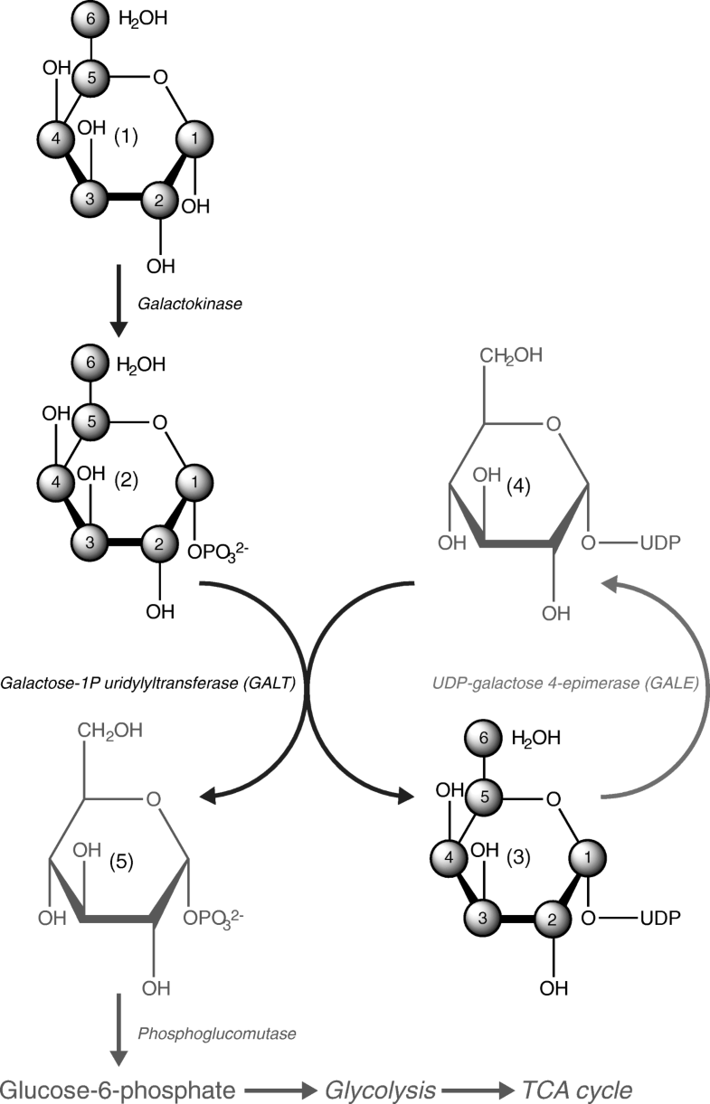 Profiling of intracellular metabolites produced from galactose and its ...