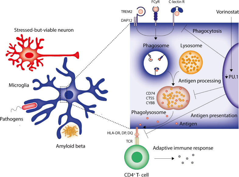 PU.1 regulates Alzheimer’s disease-associated genes in primary human ...
