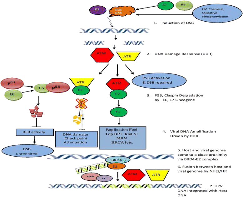 Molecular mechanisms of HPV mediated neoplastic progression ...