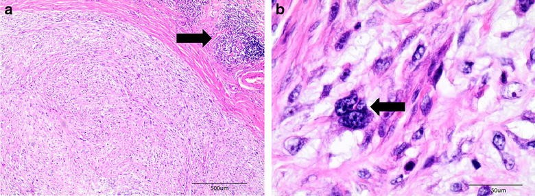 Current knowledge on feline injection-site sarcoma treatment | Acta ...