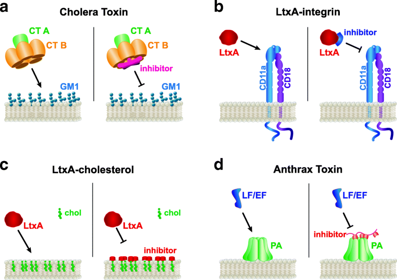 Inhibition of bacterial toxin recognition of membrane components as an ...
