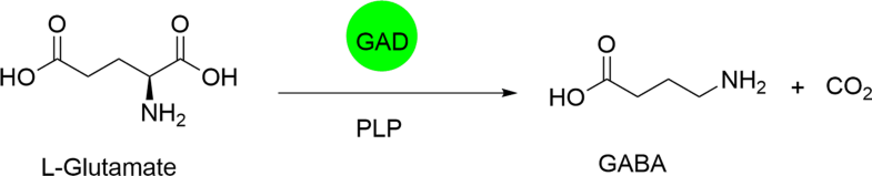 Identification of new glutamate decarboxylases from Streptomyces for ...