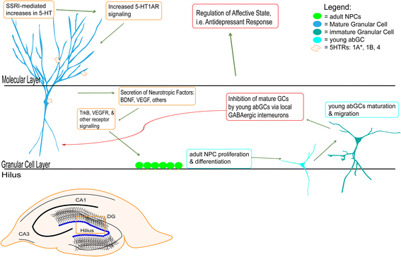 The role of 5-HT receptors in depression | Molecular Brain | Full Text