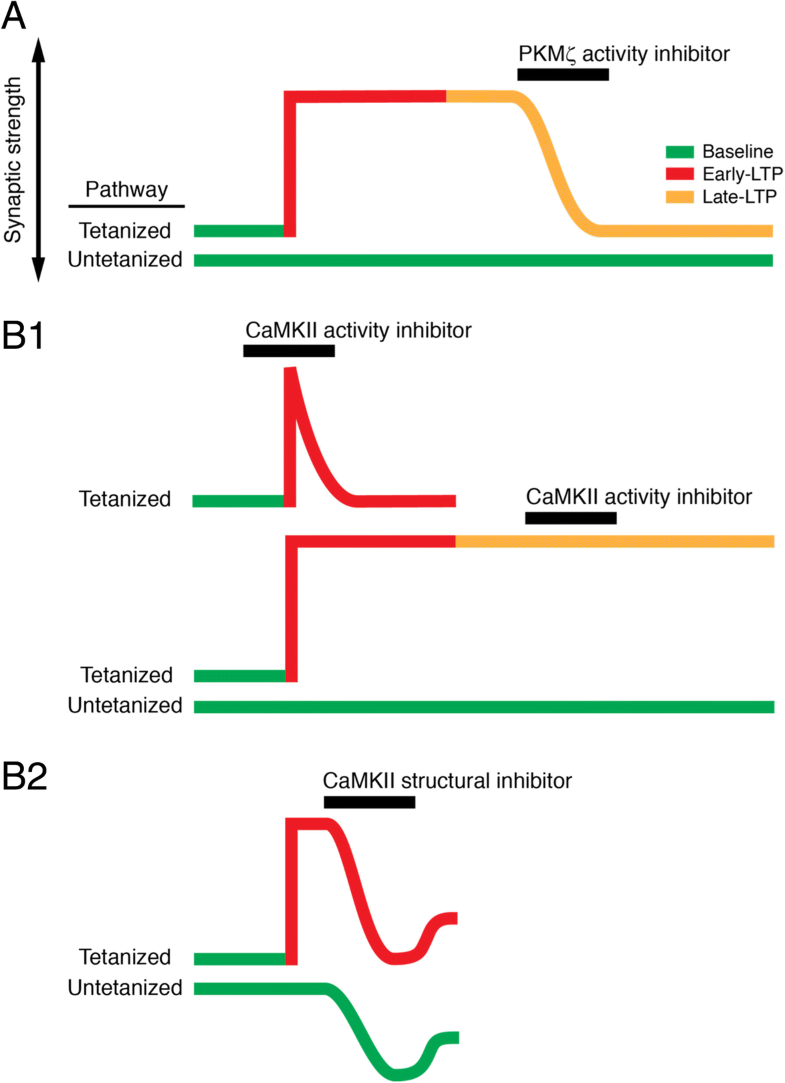 What does LTP tell us about the roles of CaMKII and PKMζ in memory? | Molecular Brain | Full Text