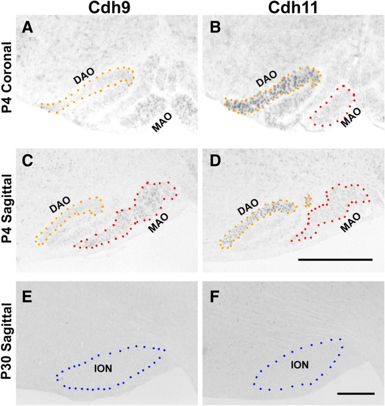 Segregated expressions of autism risk genes Cdh11 and Cdh9 in autism ...