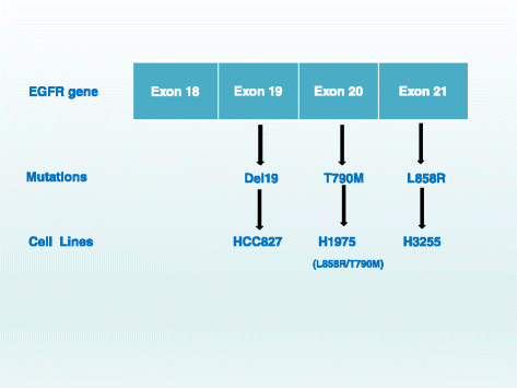 Third-generation inhibitors targeting EGFR T790M mutation in advanced non-small cell lung cancer ...
