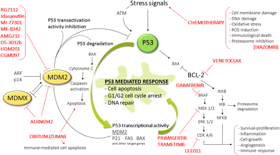 MDM2/X inhibitors under clinical evaluation: perspectives for the ...