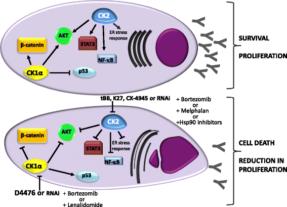 Role of protein kinases CK1α and CK2 in multiple myeloma: regulation of ...