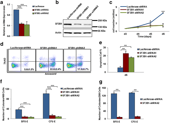 SF3B1 deficiency impairs human erythropoiesis via activation of p53 ...