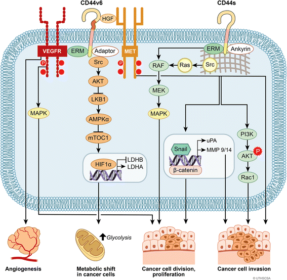 The biology and role of CD44 in cancer progression: therapeutic ...