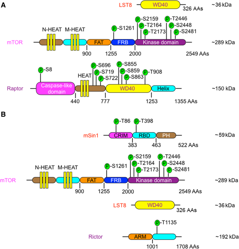 Targeting mTOR for cancer therapy | Journal of Hematology & Oncology ...