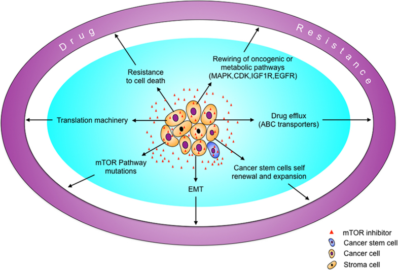 Targeting mTOR for cancer therapy | Journal of Hematology & Oncology ...