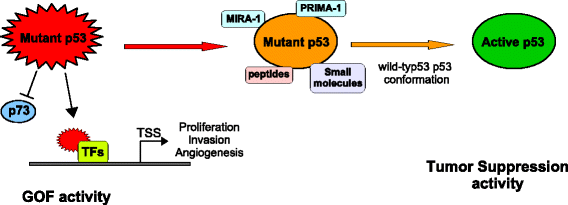 New therapeutic strategies to treat human cancers expressing mutant p53 proteins | Journal of ...