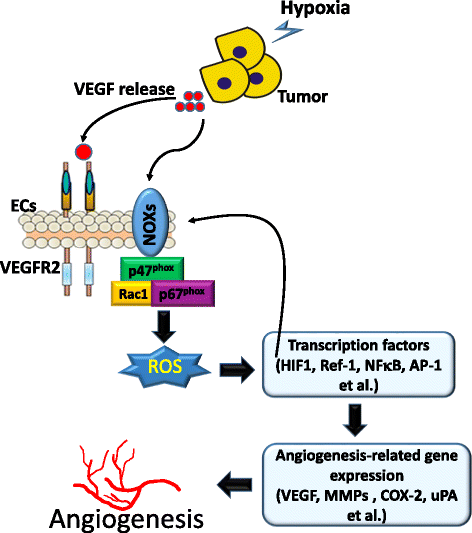 The interplay of reactive oxygen species and the epidermal growth ...