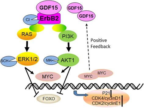 GDF15 promotes the proliferation of cervical cancer cells by ...