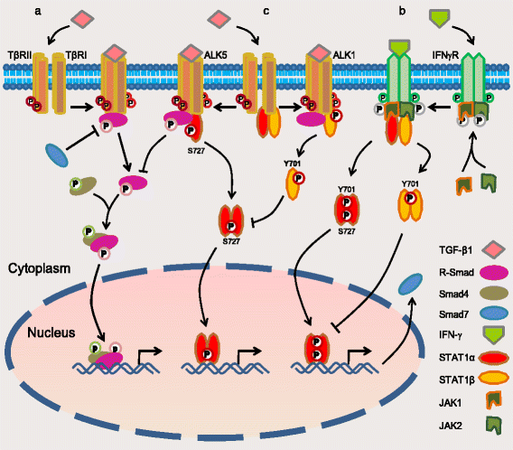 Physical interaction of STAT1 isoforms with TGF-β receptors leads to ...