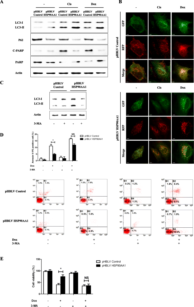 HSP90AA1-mediated autophagy promotes drug resistance in osteosarcoma ...