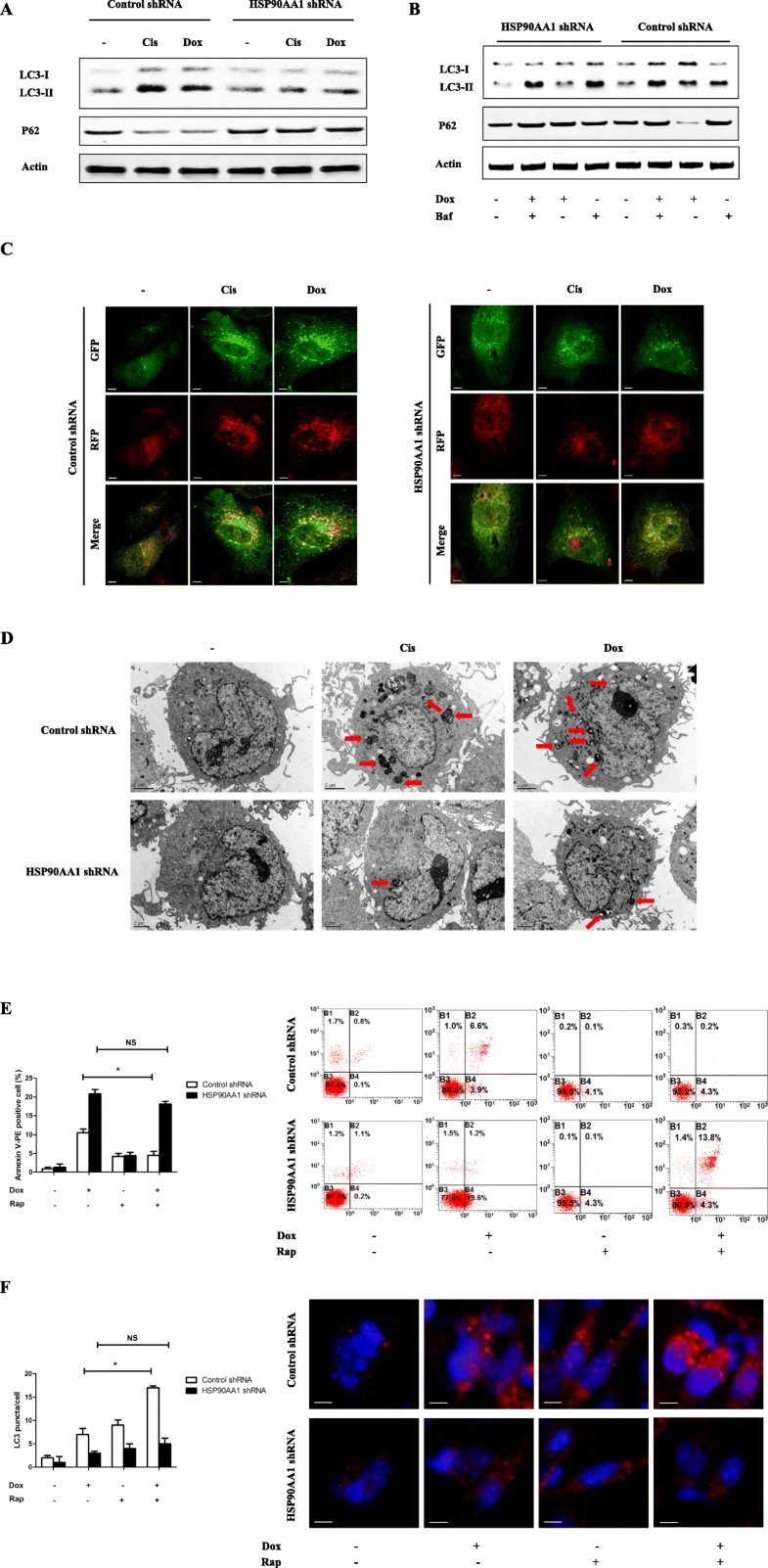 HSP90AA1-mediated autophagy promotes drug resistance in osteosarcoma ...