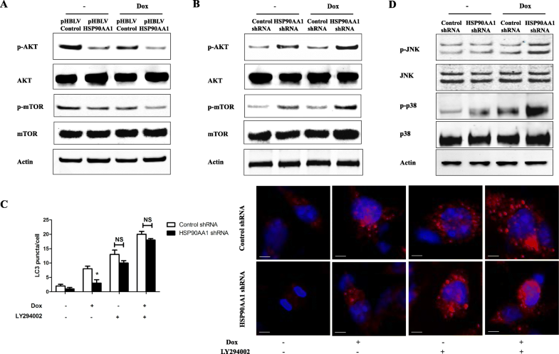HSP90AA1-mediated autophagy promotes drug resistance in osteosarcoma ...