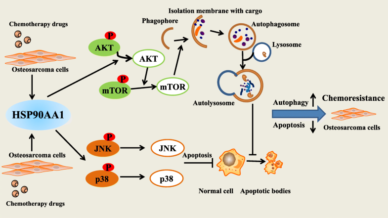 HSP90AA1-mediated autophagy promotes drug resistance in osteosarcoma ...