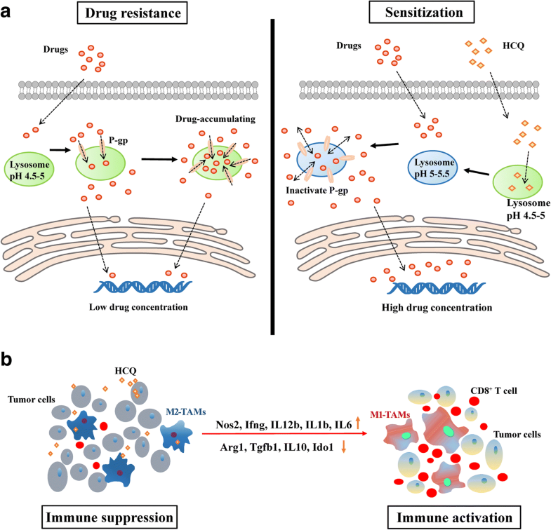 Hydroxychloroquine induced lung cancer suppression by enhancing chemo ...