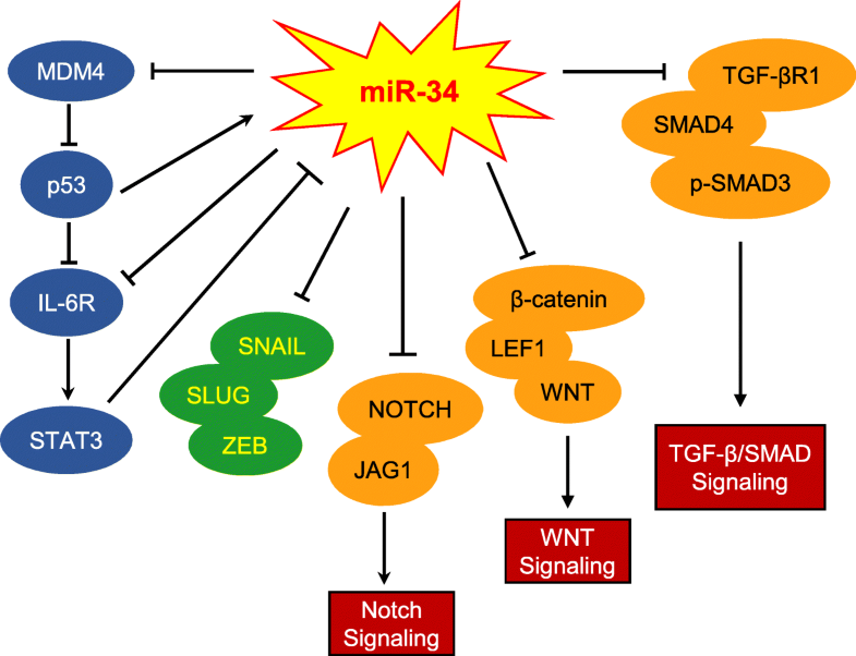 MicroRNA-34 family: a potential tumor suppressor and therapeutic ...