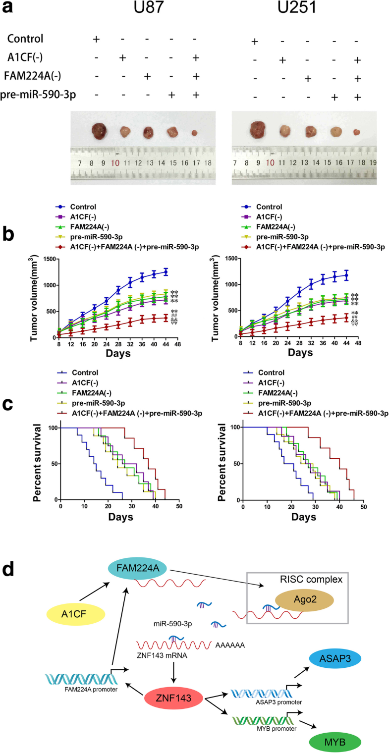 Inhibition of the aberrant A1CF-FAM224A-miR-590-3p-ZNF143 positive ...