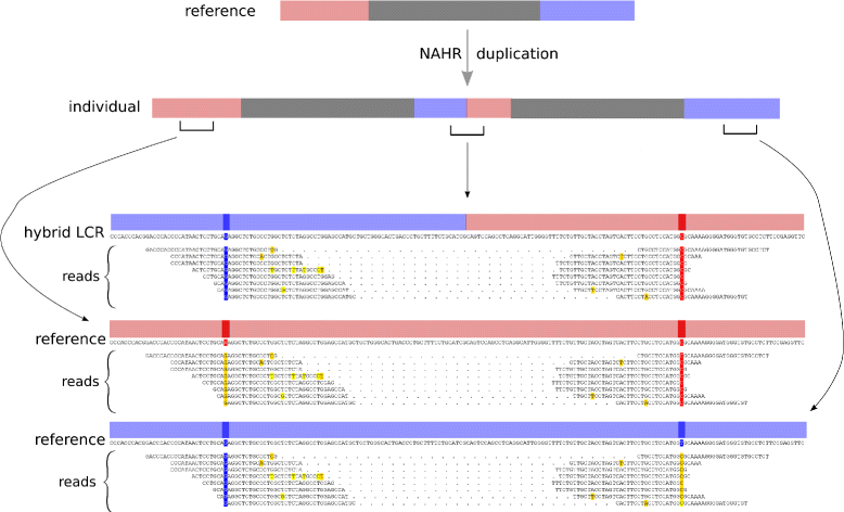 Detecting non-allelic homologous recombination from high-throughput ...