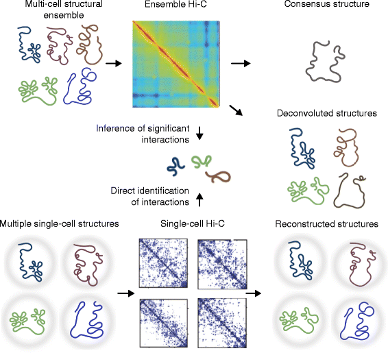 4D nucleomes in single cells: what can computational modeling reveal ...