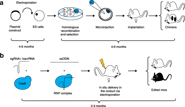 Redefining mouse transgenesis with CRISPR/Cas9 genome editing technology | Genome Biology | Full ...