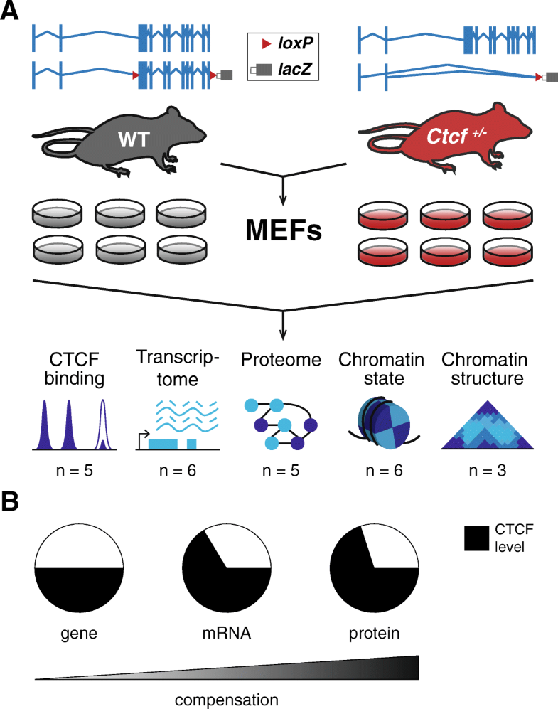 CTCF maintains regulatory homeostasis of cancer pathways | Genome ...